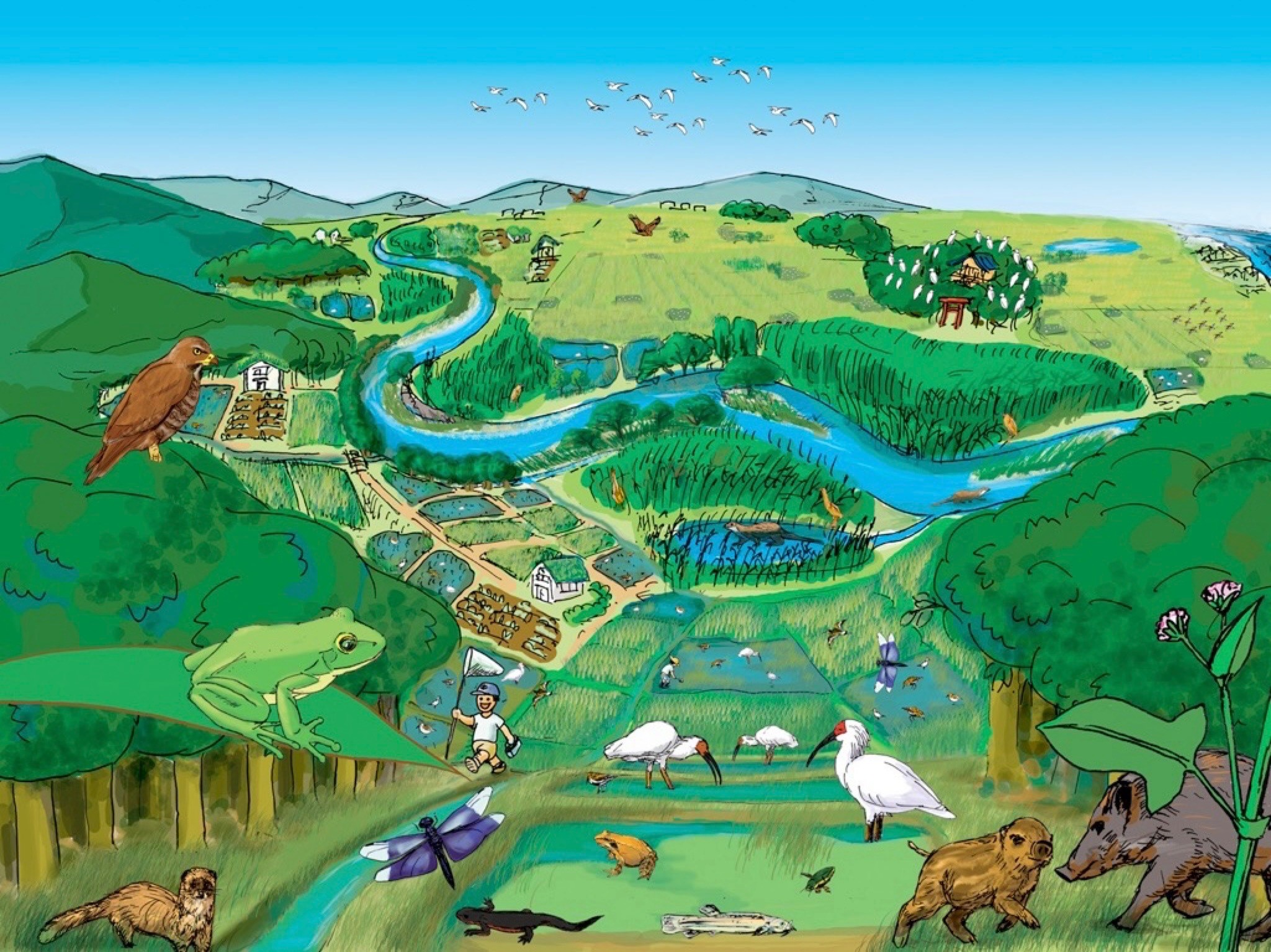 drawingbiodiversity – Codo Advisory